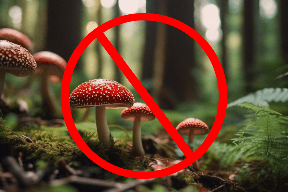 Can You Overdose On Mushrooms? Health Effects | Ascendant NY